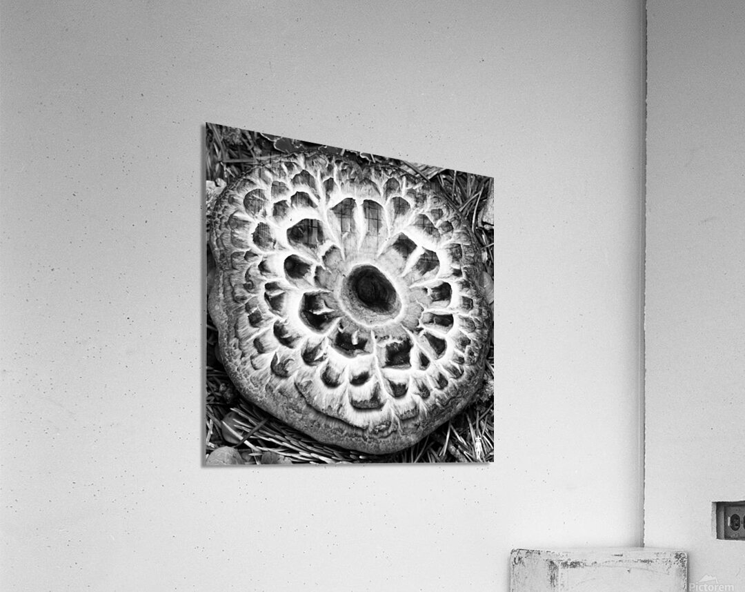 Mushroom Top By Paul Punzo Wall Art